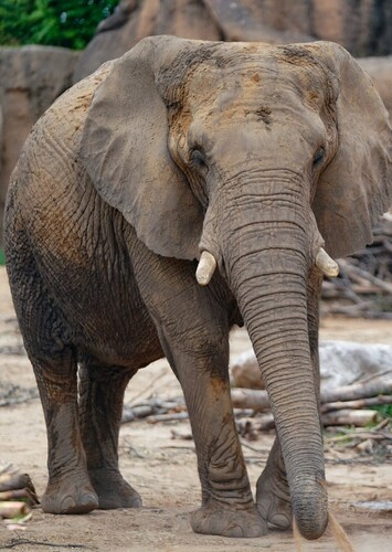 Eddy Fan Casting for Zoo The Series | myCast - Fan Casting Your Favorite Stories