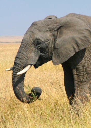 Eema Fan Casting for African Animal (DINOSAUR) | myCast - Fan Casting ...