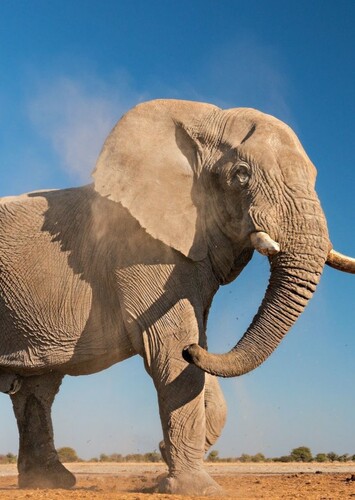 Animals Like Us (PBS Nature Series) Fan Casting on myCast