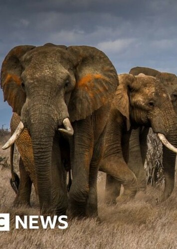 Elephant Fan Casting for BBC Earth: Wonderful World of Animals | myCast - Fan Casting Your ...