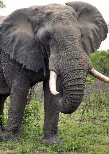 Elephant Fan Casting for 14 of the Wild | myCast - Fan Casting Your Favorite Stories