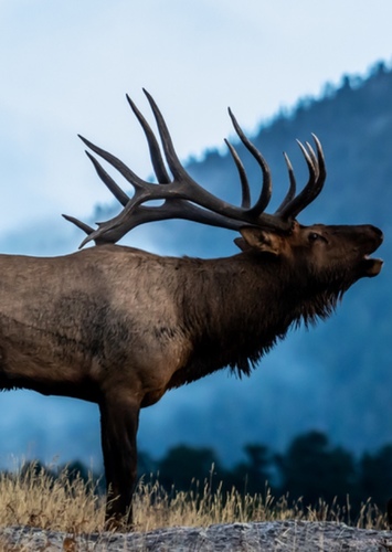 Elk Fan Casting for North American Animals sing I’m blue | myCast - Fan ...