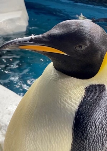 Arctic And Antarctic Animals (Gender Reveal) Fan Casting on myCast