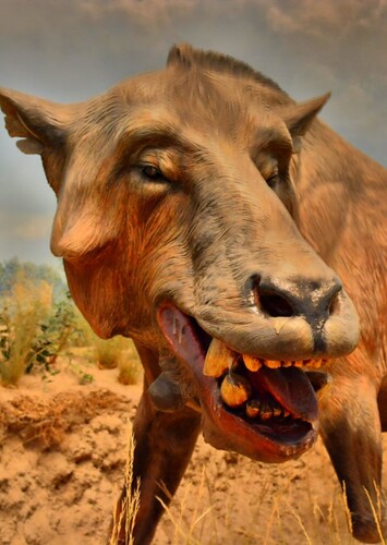 Entelodont Fan Casting for The Best Interpretations of Dinosaurs and ...