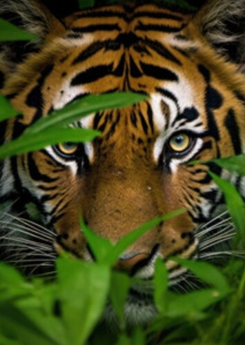 evil Bengal Tiger 2 Fan Casting for Fictional characters voicing Asian ...