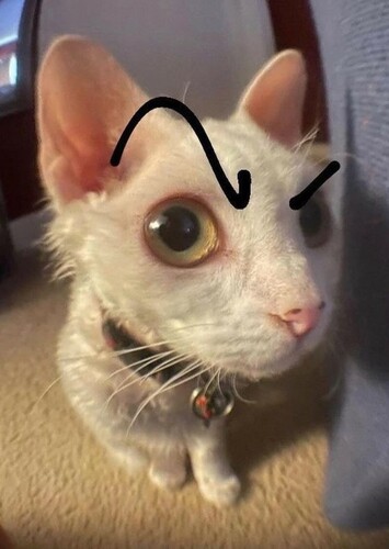 Eyebrow Fan Casting for Silly Cats | myCast - Fan Casting Your Favorite Stories