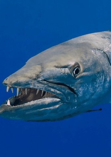 Find an Actor to Play Fang in Finding Nemo (2023) on myCast