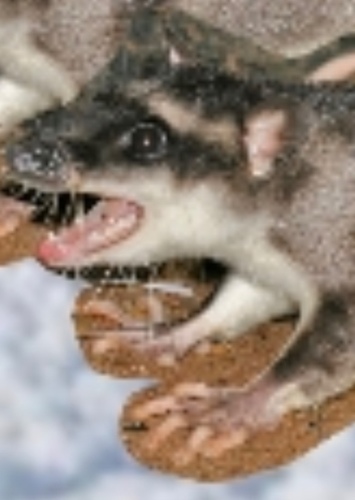 Father Opossum Fan Casting for Ice Age: The Meltdown (2026) | myCast ...