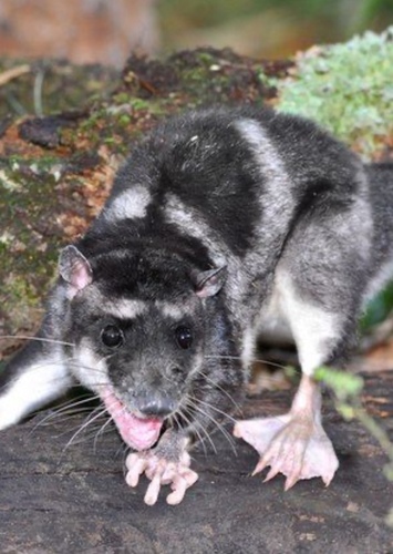 Father Opossum Fan Casting for Ice Age: The Meltdown (2026) | myCast ...