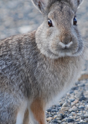 Female Mountain Cottontail Fan Casting for Ice Age: The Meltdown (2026 ...