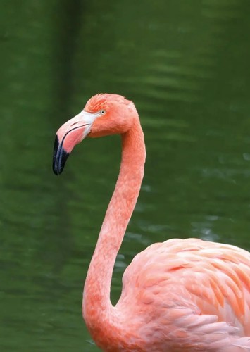 Greater Flamingo Fan Casting