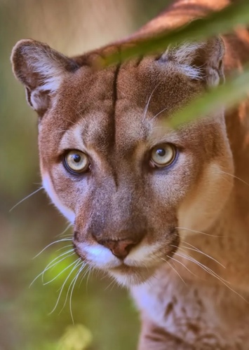 Florida Panther Fan Casting for Wildlife of Everglades National Park ...
