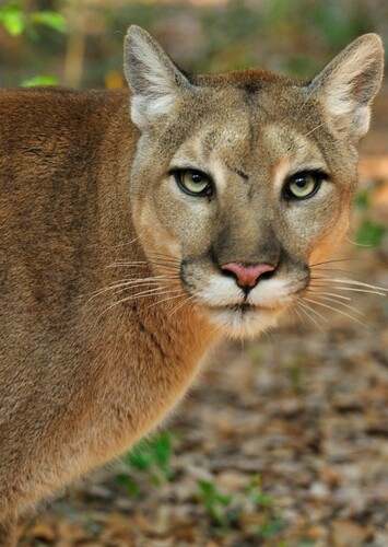 Everglades National Park (PBS Nature Series) Fan Casting on myCast