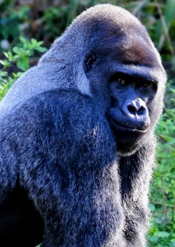 Flynt Fan Casting for Tarzan (2025) | myCast - Fan Casting Your ...