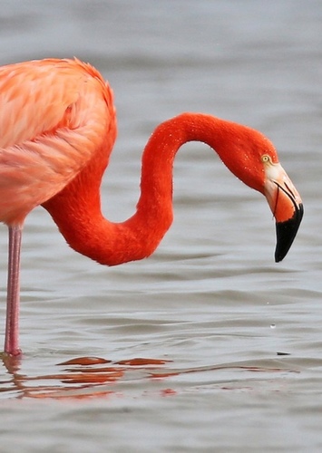 Francine the Pink Flamingo Fan Casting for Animal kingdom the series ...