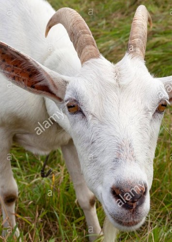 Franny Fan Casting for Racing Stripes (2025) | myCast - Fan Casting ...