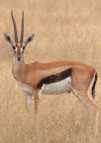 Gazelle Fan Casting for Zootopia (2026) | myCast - Fan Casting Your ...
