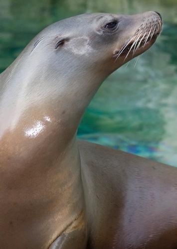 Gerald Fan Casting for Finding Dory (2026) | myCast - Fan Casting Your Favorite Stories