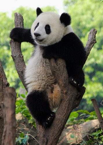 Giant Panda Fan Casting for National Geographic: Asia | myCast - Fan ...