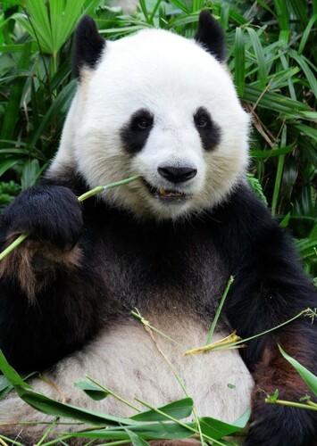 Hello World: Animals Fan Casting on myCast