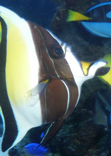 Find an Actor to Play Gill in Finding Nemo (2023) on myCast