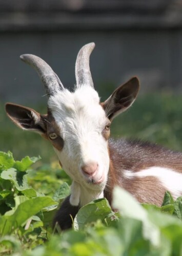 Thomas (Regular Show) Fan Casting