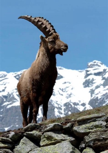 Goat Fan Casting for Celebrities as animals | myCast - Fan Casting Your ...