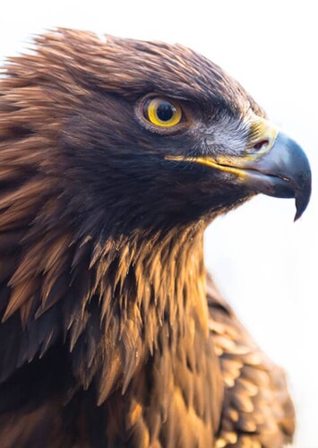 Golden Eagle Fan Casting for Animals in Different Environments | myCast ...