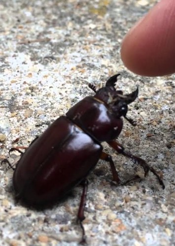 Gost-Ren Tashallo Fan Casting for Expeditionary Force | myCast - Fan ...