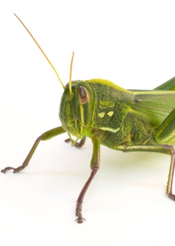 GrassHopper Fan Casting for North American Animals (Original version ...