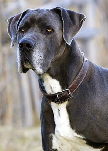 Great Dane Fan Casting for Fictional Characters Sorted by Familiar ...