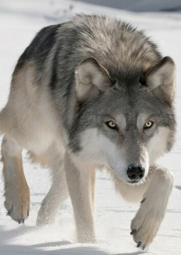 Grey Wolf Fan Casting for Animals around the World. | myCast - Fan ...