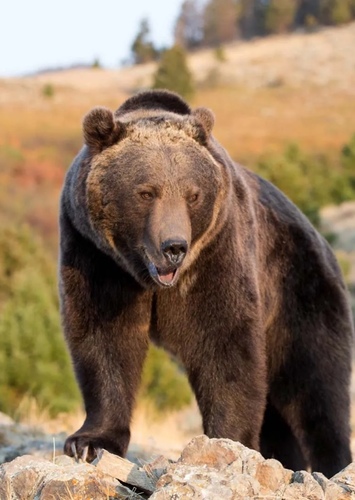 Grizzly Bear Fan Casting for The Most Dangerous Predators | myCast ...