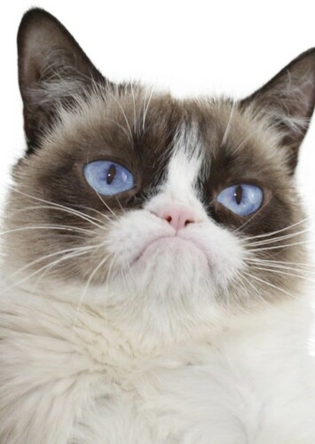 Grumpy Cat Fan Casting for Silly Cats | myCast - Fan Casting Your Favorite Stories