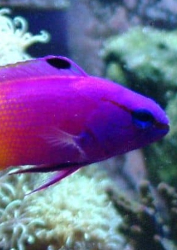 Gurgle Fan Casting for Finding Nemo (2023) | myCast - Fan Casting Your ...