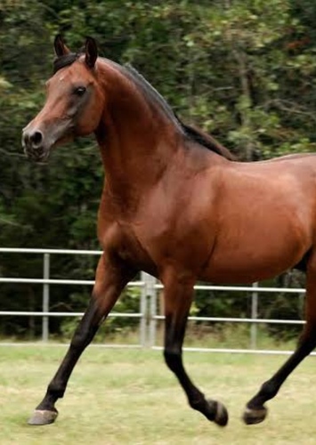 Hans Fan Casting for Live Action Ferdinand (2037) | myCast - Fan ...