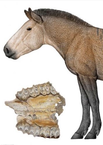 Hipparion Fan Casting for Prehistory | myCast - Fan Casting Your ...