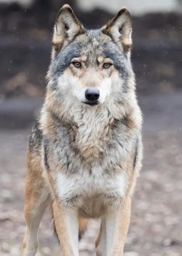 Howler The Wolf Fan Casting for Animal Kingdom | myCast - Fan Casting ...