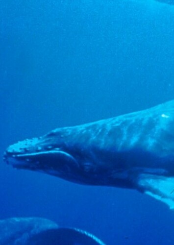 Humpback Whale Fan Casting for Wild Horizons: Exploring Earth's ...