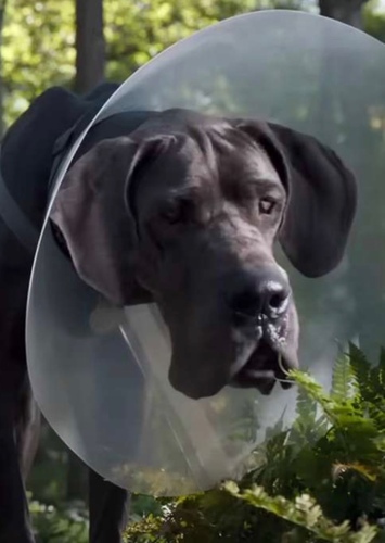 Hunter Fan Casting for Strays (2013) | myCast - Fan Casting Your ...