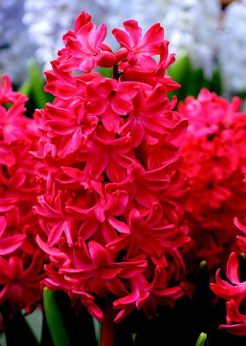 Find an Actor to Play Hyacinth (Red) in Fictional Characters by Flower ...