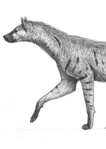 Ictitherium Fan Casting for Prehistory | myCast - Fan Casting Your ...