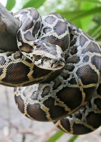 Indian Python Fan Casting for Wild Kingdoms: Exploring Earth's Natural ...