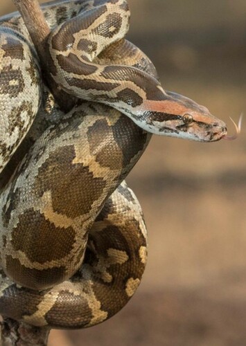 Indian Python Fan Casting for Natural World of Wild Animals. | myCast ...