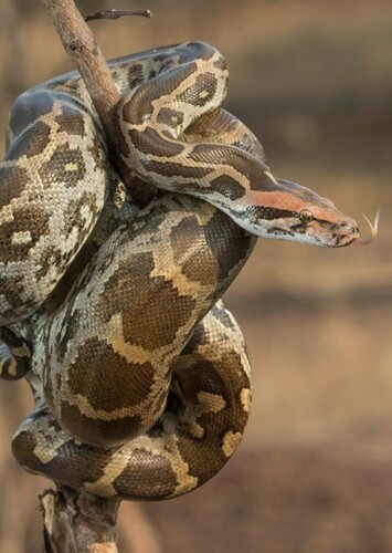 Indian Python Fan Casting for Zoo | myCast - Fan Casting Your Favorite ...