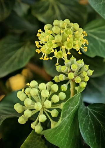 Ivy Fan Casting for Fictional Characters by Flower Symbolism | myCast ...