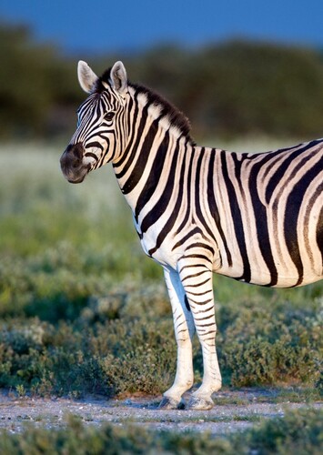 Find an Actor to Play J.C. in Madagascar (2025) on myCast