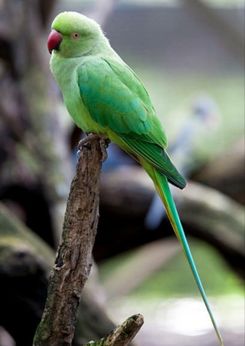 Jacco Fan Casting for El Libro de la Selva: La Leyenda de Mowgli ...