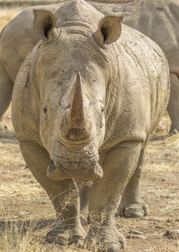 Jack Fan Casting for Animal Kingdom | myCast - Fan Casting Your ...