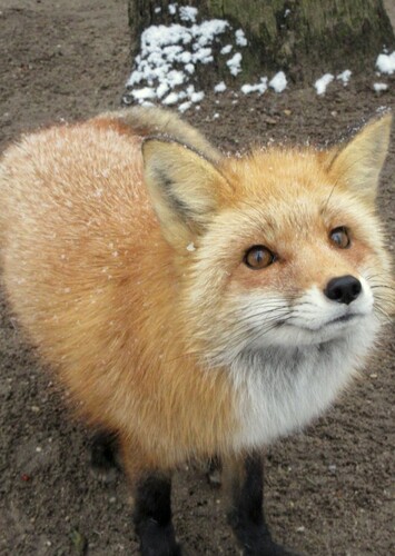 Jake (The Red Fox) Fan Casting for Kansas City Zoo & Aquarium Movie ...
